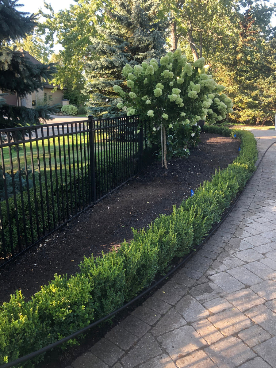 Creating a White Landscape – Emily Cooper Gardening