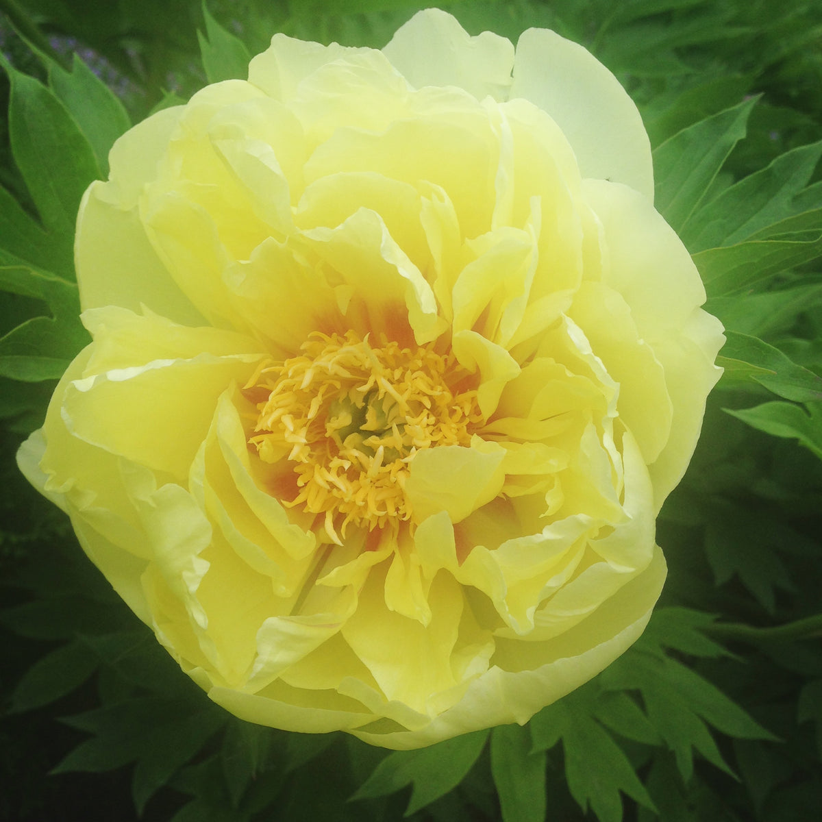 Peonies – Emily Cooper Gardening
