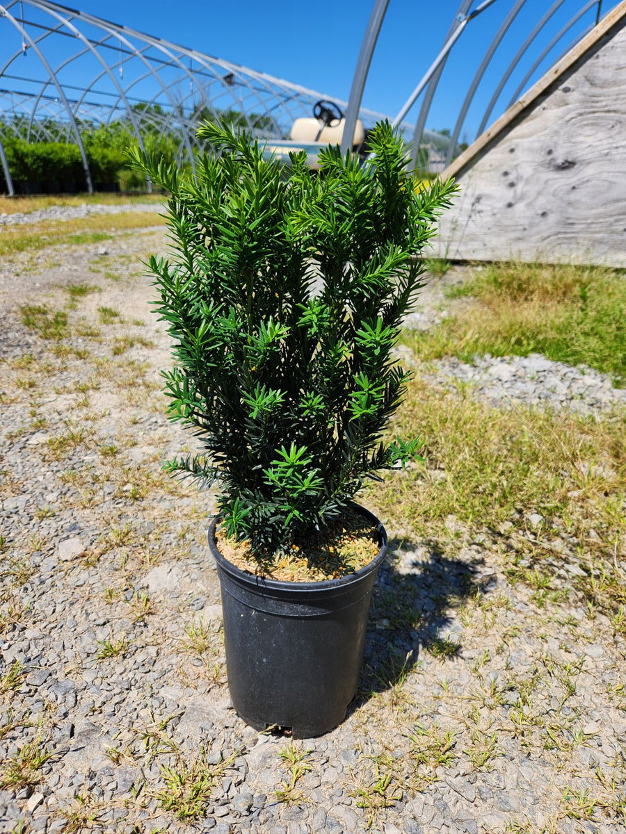 Hill's Yew Evergreen Shrub | Low Maintenance Hedge Plant Canada – Emily ...