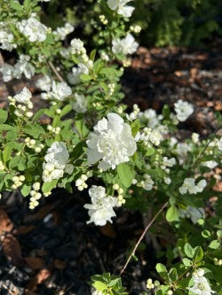 Lotus Moon Pearl Bush Exochorda | White Spring Flowering Shrub Canada ...