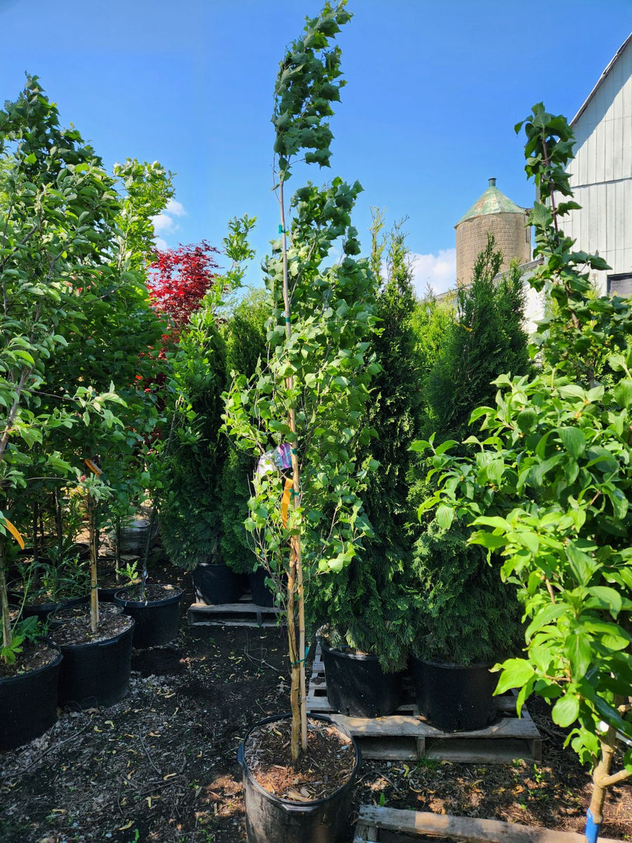 Parkland Pillar Birch | Narrow Upright Columnar Birch Tree Canada ...