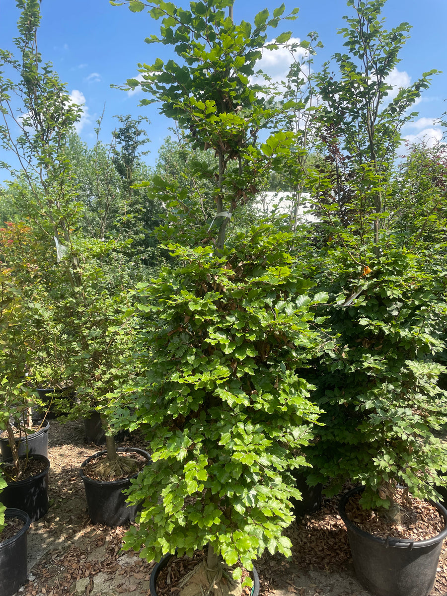 European Beech aka Hedging Beech – Emily Cooper Gardening