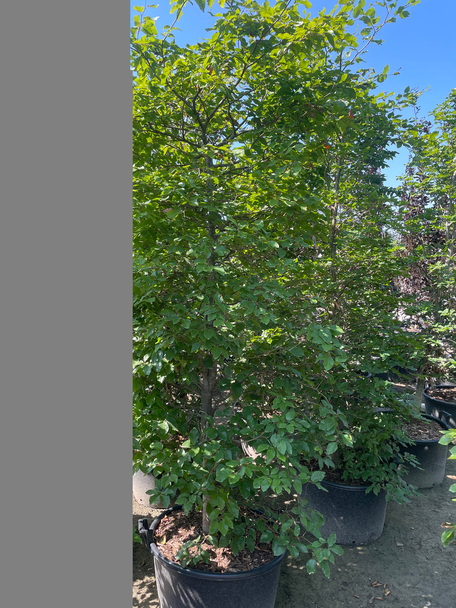 European Beech Hedging Tree | Formal Hedge Privacy Screen Winter ...