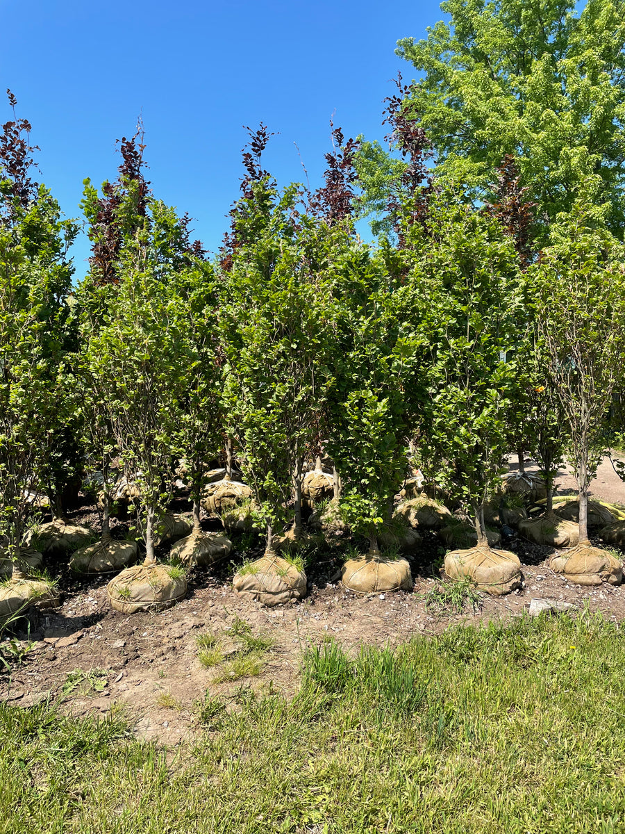 Columnar Beech – Emily Cooper Gardening