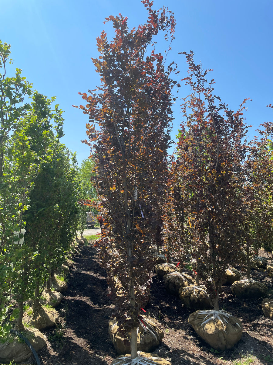Columnar Beech – Emily Cooper Gardening