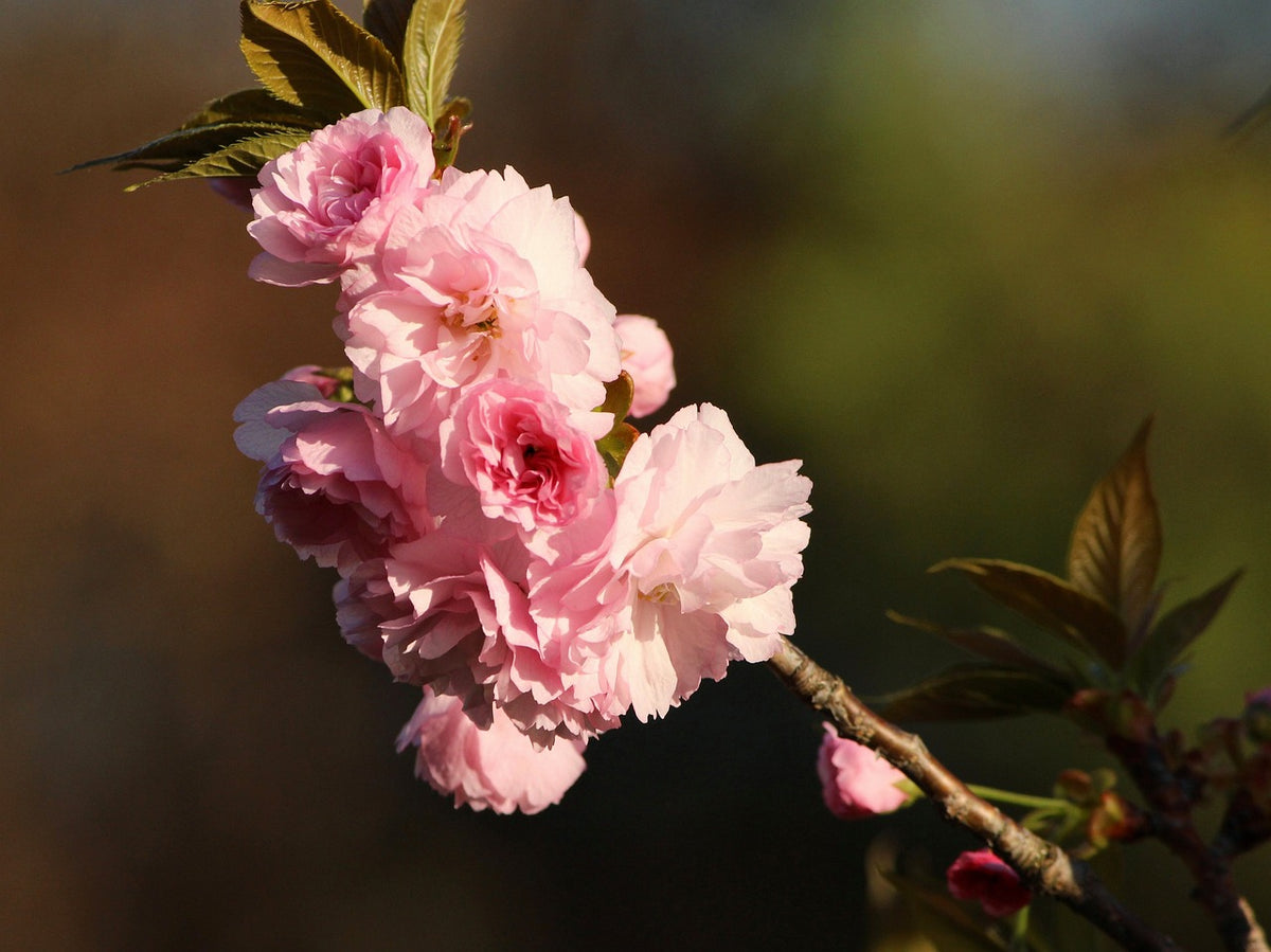 Kwanzan Japanese Cherry Tree – Emily Cooper Gardening