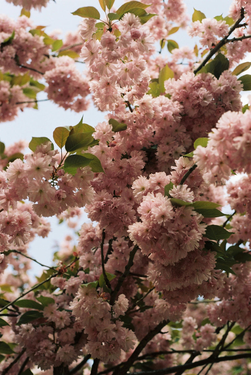Kwanzan Japanese Cherry Tree – Emily Cooper Gardening
