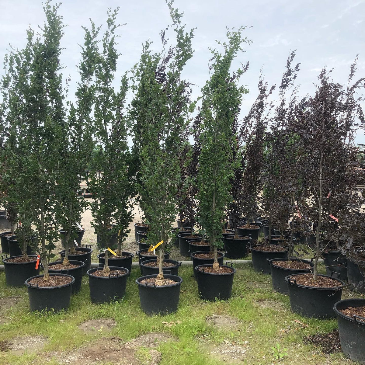 Columnar Beech – Emily Cooper Gardening