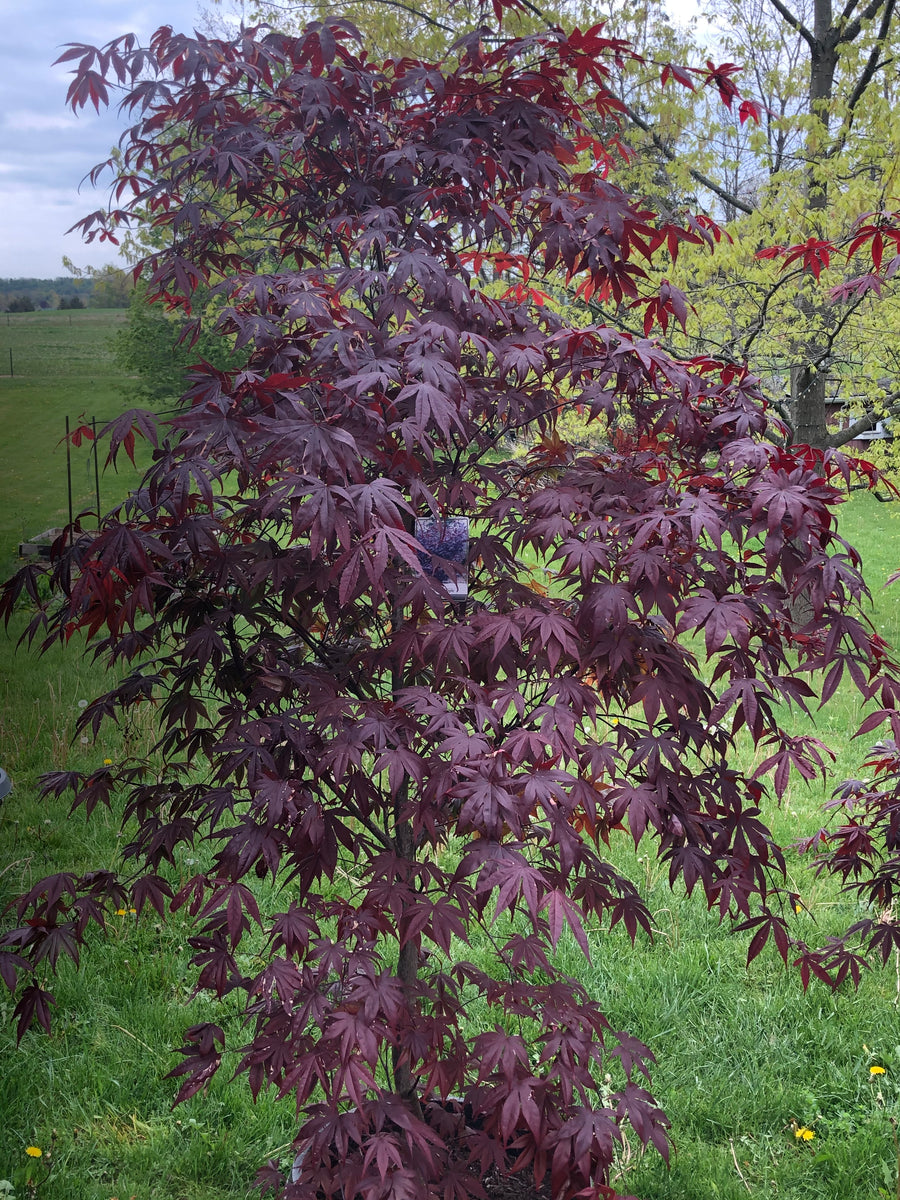 Emperor Japanese Maple | Red-Purple Upright Ornamental Tree Canada ...