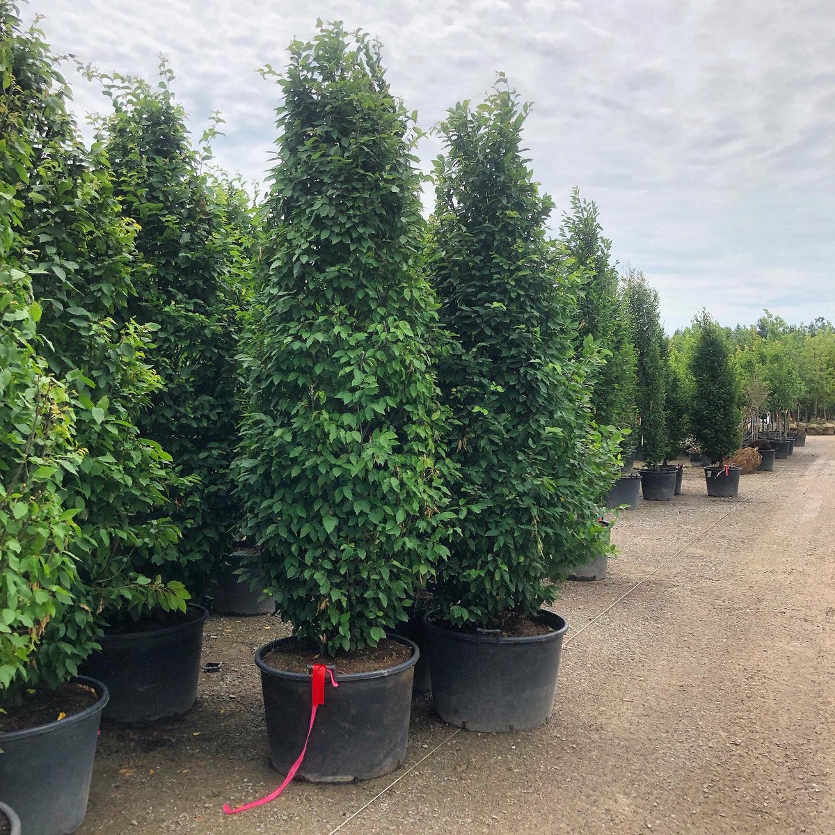 Frans Fontaine Hornbeam Tree Columnar Privacy Tree Cedar Alternative