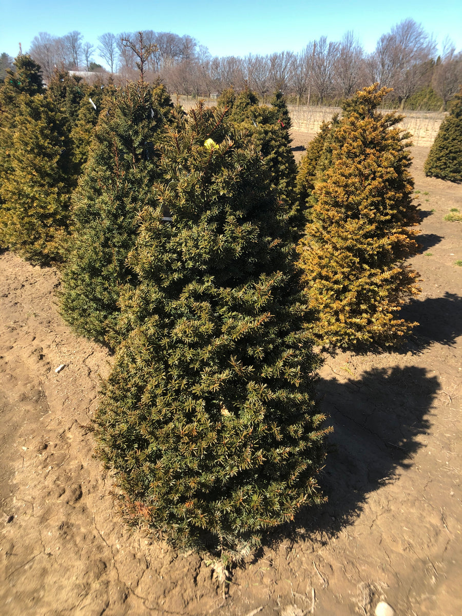 Upright Japanese Yew – Emily Cooper Gardening