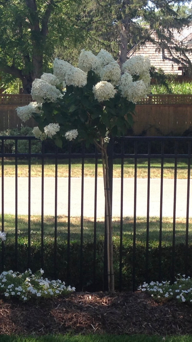 Limelight Hydrangea Standard | Tree-Form Hydrangea Eye-Level Blooms ...