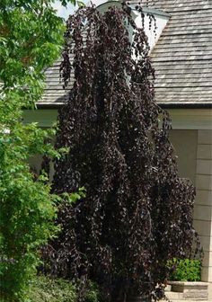 Purple Fountain Beech | Weeping Purple-Leaf Ornamental Tree Canada ...