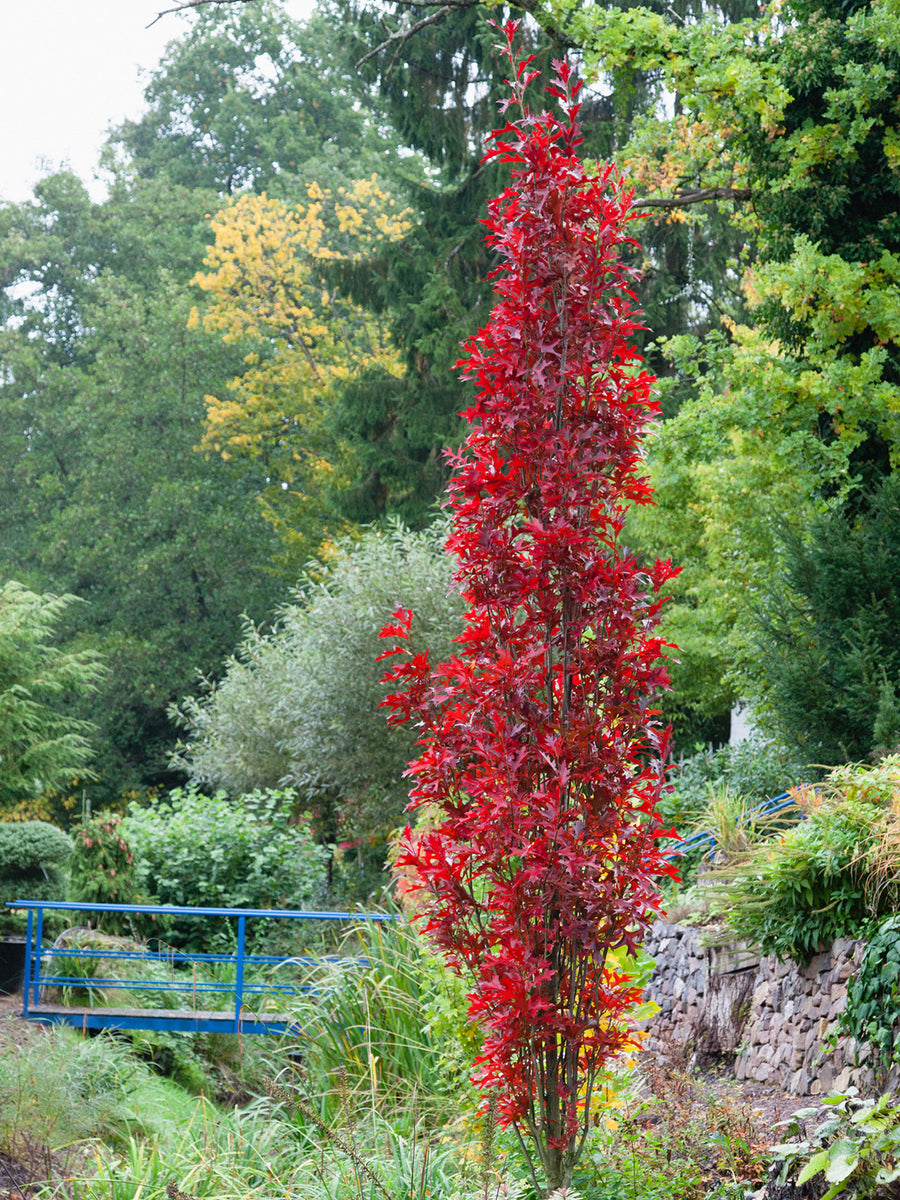 Green Pillar Oak – Emily Cooper Gardening