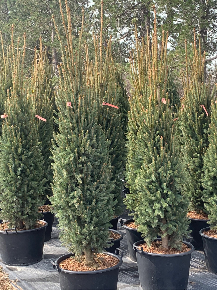 Columnar Norway Spruce | Narrow Evergreen Privacy Tree Windbreak Canada ...